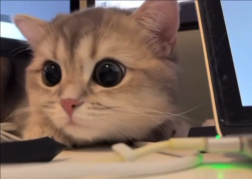 Screen Theme/屏幕主题 - LOVINGCOOL - LOVINGCOOL